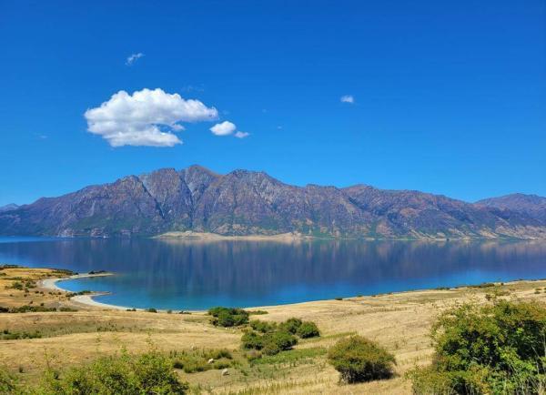 Entdecke Wanaka und den berühmtesten Baum Neuseelands!